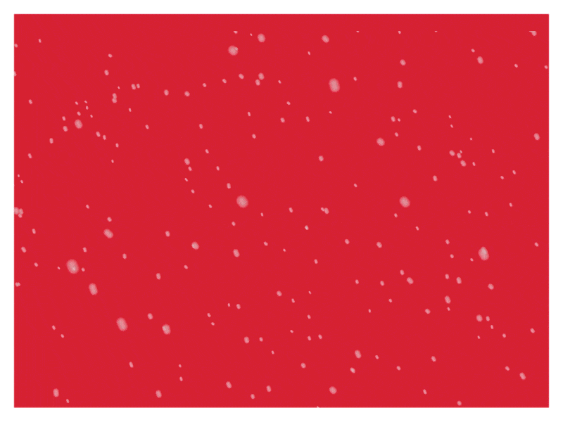 STAX | The House Of Plenty